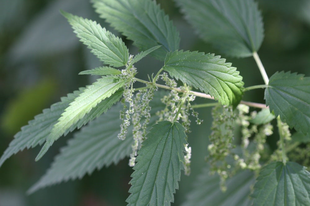 Canadian Wildlife Federation: Stinging Nettles (Urtica spp.)