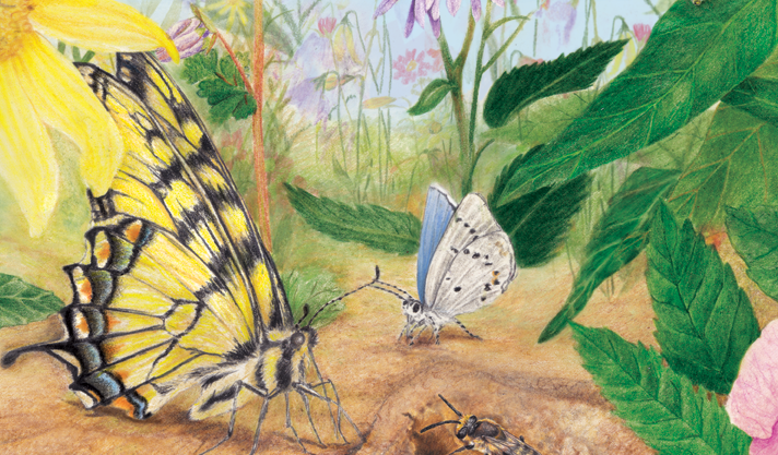 Canadian Wildlife Federation: Paper Wasp