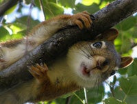 How to Make Your Own Suet