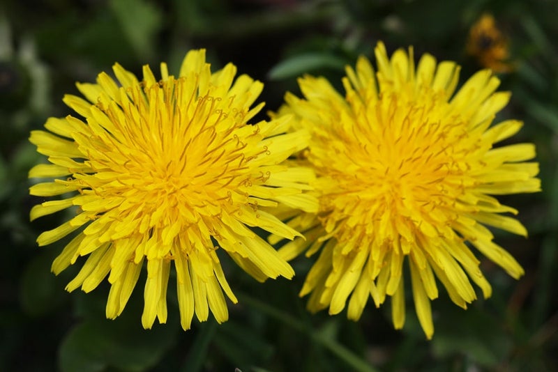 Dandelion (Taraxacum officinale)