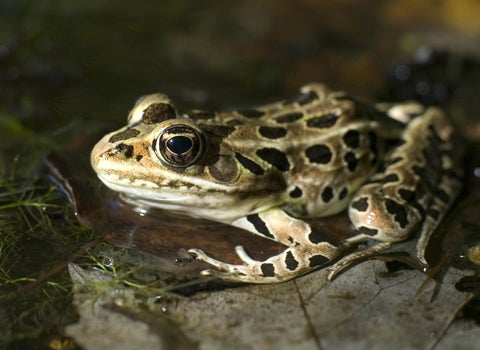 Canadian Wildlife Federation: Northern Leopard Frog