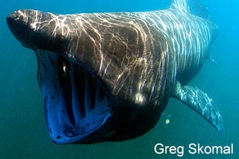 Basking Shark