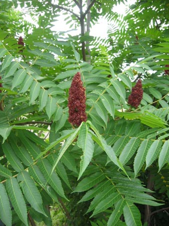 Canadian Wildlife Federation: The Staghorn Sumac and Its Canadian Cousins
