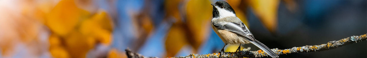 Huron aims to help pollinators through new roadside pilot project