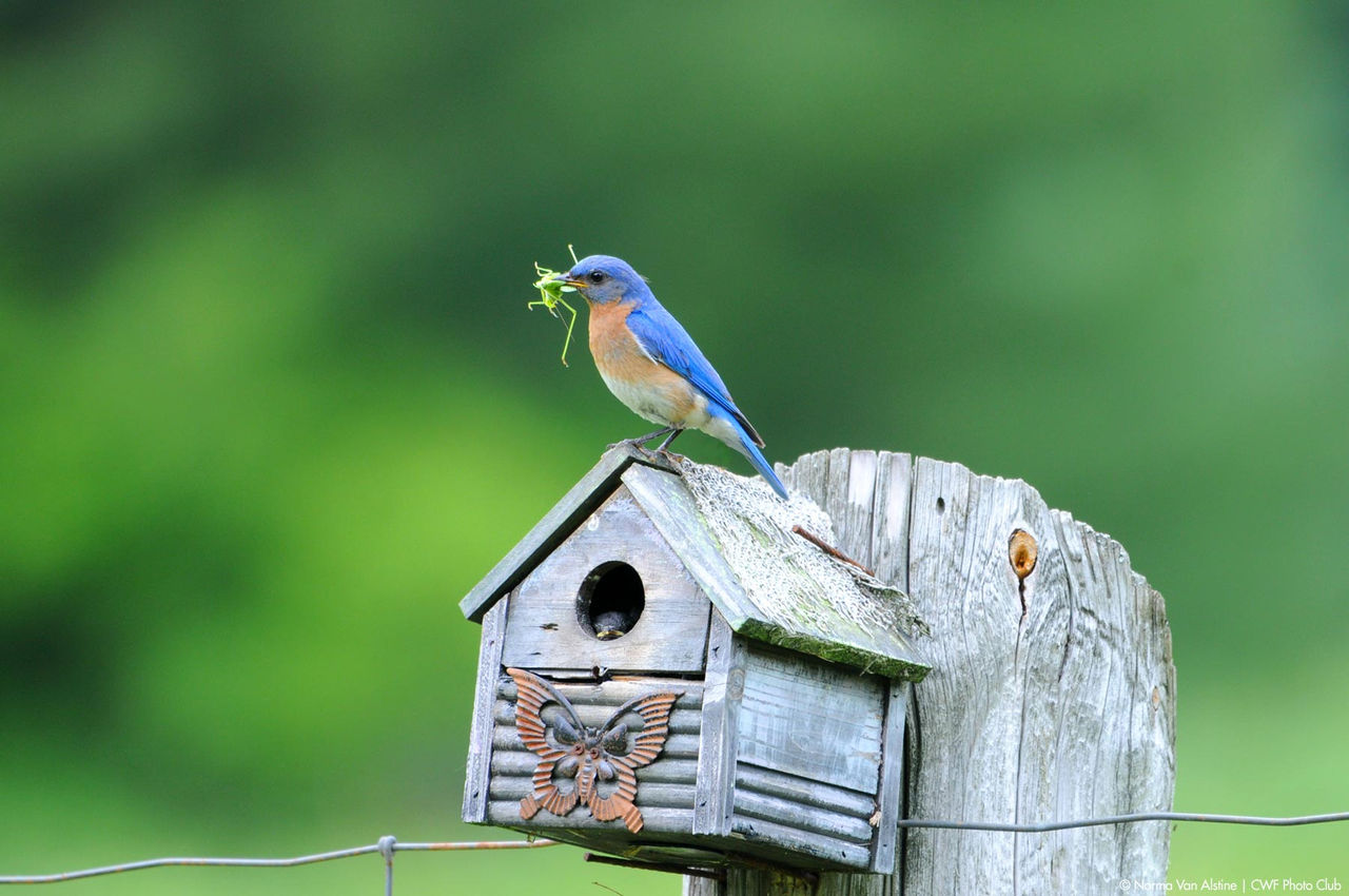 Build and Maintain Nesting and Roosting Boxes